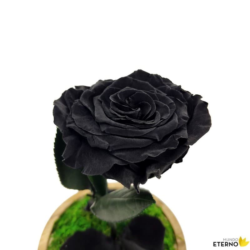 Rosa Preservada Negra 22x12 cm | Regalo Original | Mundo Eterno