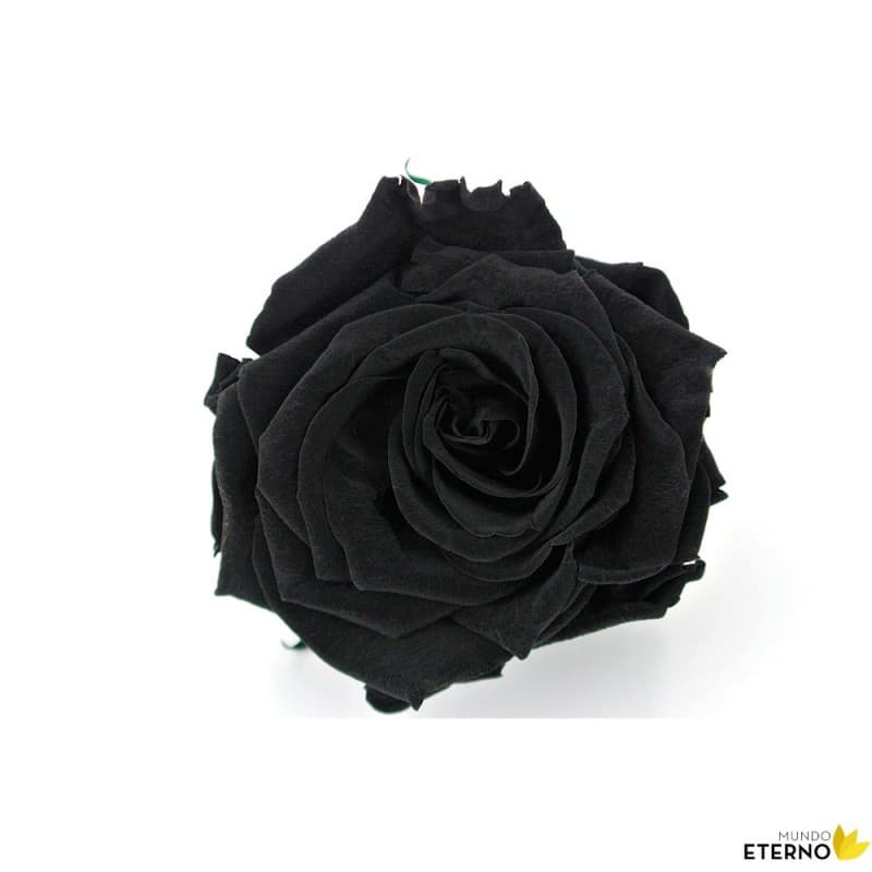 Rosa Eterna Negra King