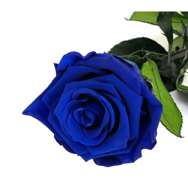 Rosa Eterna · Rosa Preservada · Mundo Eterno
