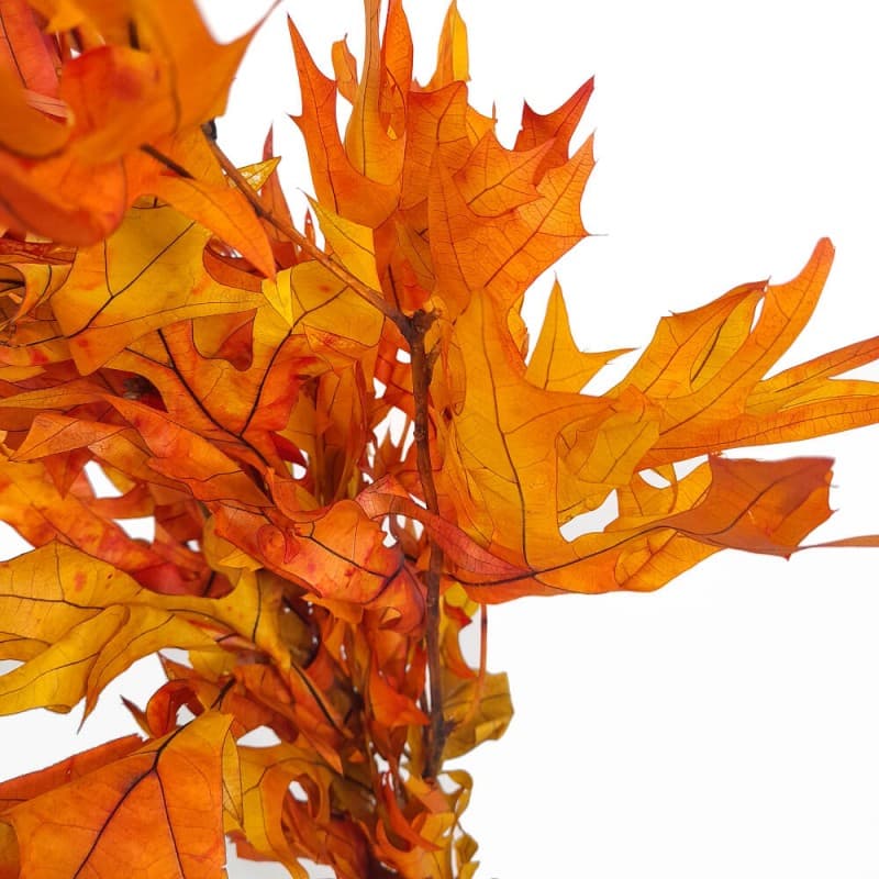 HOJA DE ROBLE PRESERVADA