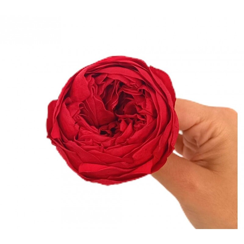 PEONIAS ROJAS PRESERVADAS 6 UNIDADES